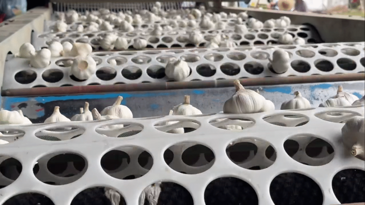 HGB-8 Garlic Bulb Sorting Machine - Best Garlic Machine