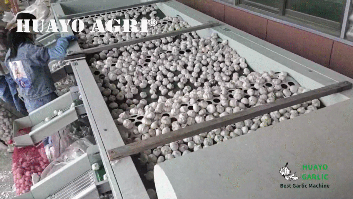 HGB-8 Garlic Bulb Sorting Machine - Best Garlic Machine