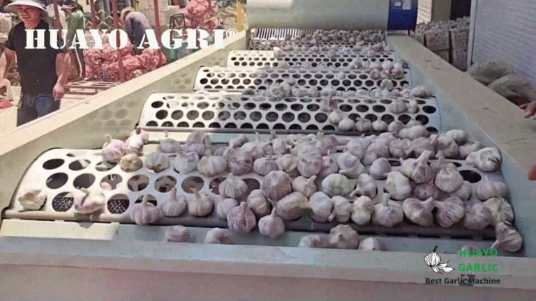 HGB-8 Garlic Bulb Sorting Machine - Best Garlic Machine