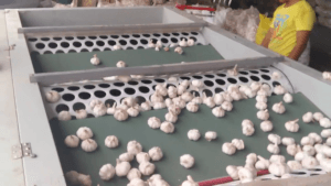 HGB-8 Garlic Bulb Sorting Machine - Best Garlic Machine