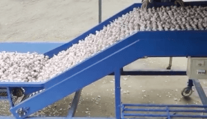 HGB-8 Garlic Bulb Sorting Machine - Best Garlic Machine