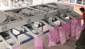 HGB-8 Garlic Bulb Sorting Machine - Best Garlic Machine