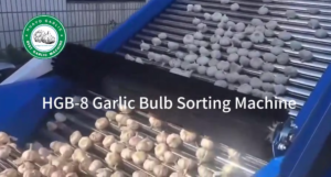 HGB-8 Garlic Bulb Sorting Machine - Best Garlic Machine