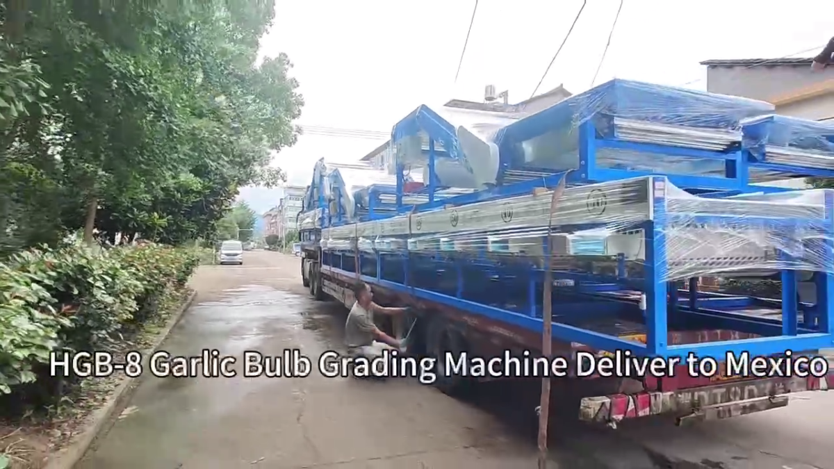 HGB-8 Garlic Bulb Sorting Machine - Best Garlic Machine