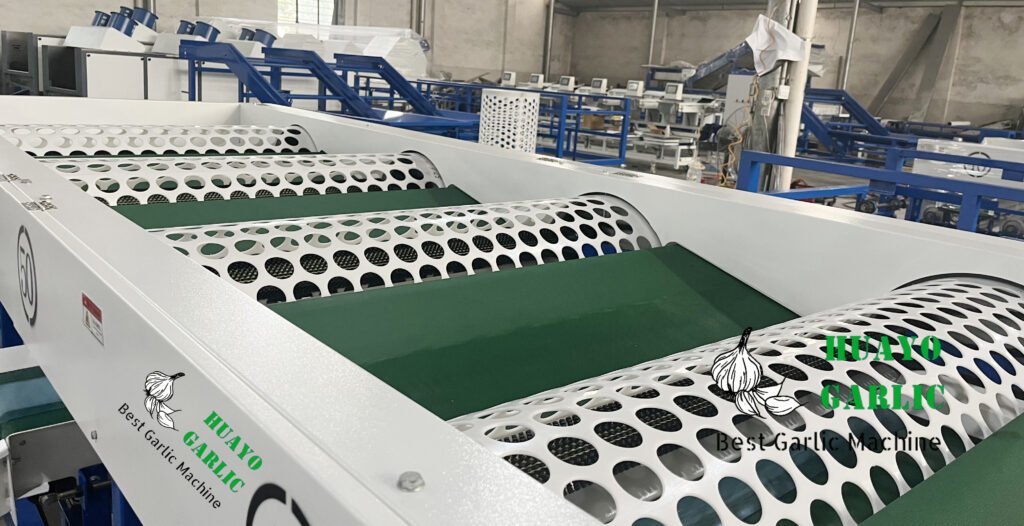 HGB-8 Garlic Bulb Sorting Machine - Best Garlic Machine