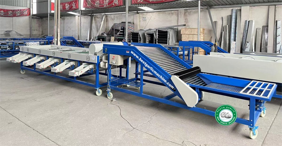 HGB-8 Garlic Bulb Sorting Machine - Best Garlic Machine