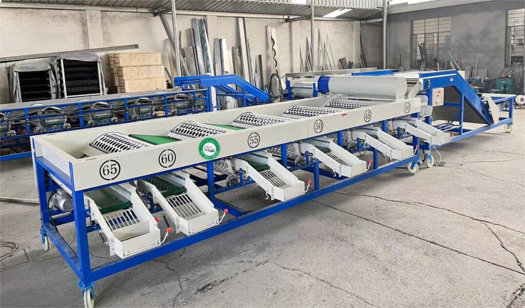 HGB-8 Garlic Bulb Sorting Machine - Best Garlic Machine