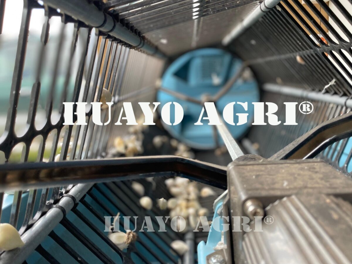 Garlic Seed Sizing Machine - Best Garlic Machine