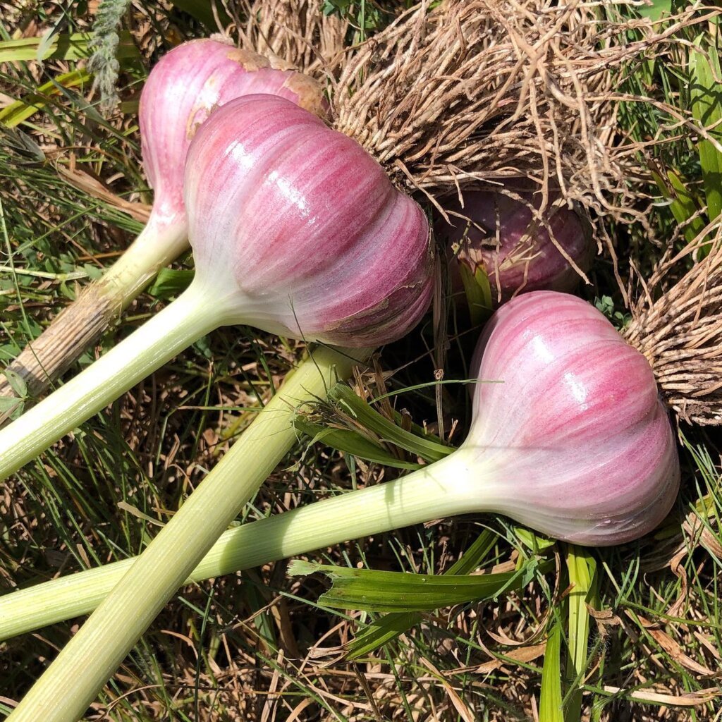 What is Garlic? - Best Garlic Machine