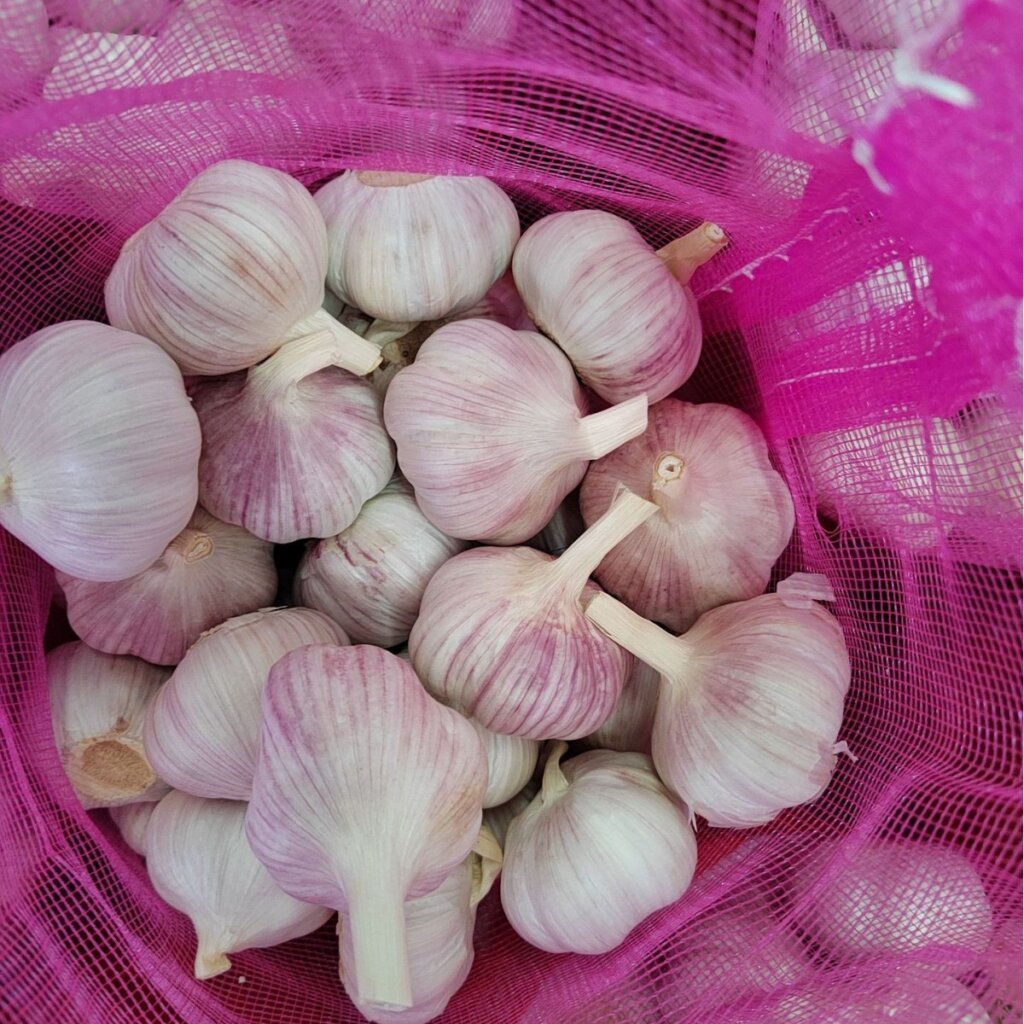 HGM-3 Garlic Brusher - Best Garlic Machine