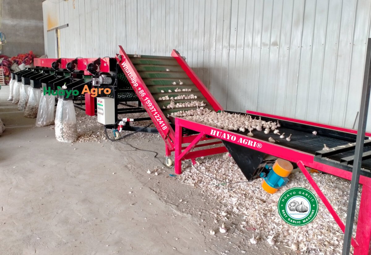 HGB-10S Garlic Sorting Machine - Best Garlic Machine