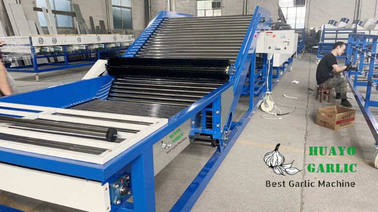 HGB-8 Garlic Bulb Sorting Machine - Best Garlic Machine