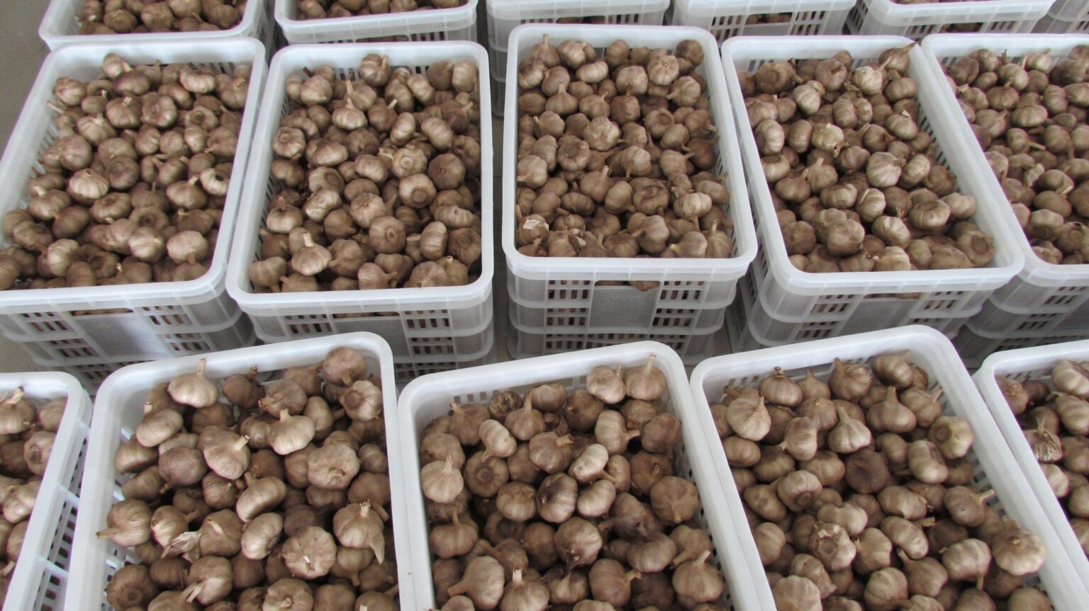 Top 10 Health Benefits of Black Garlic - Best Garlic Machine